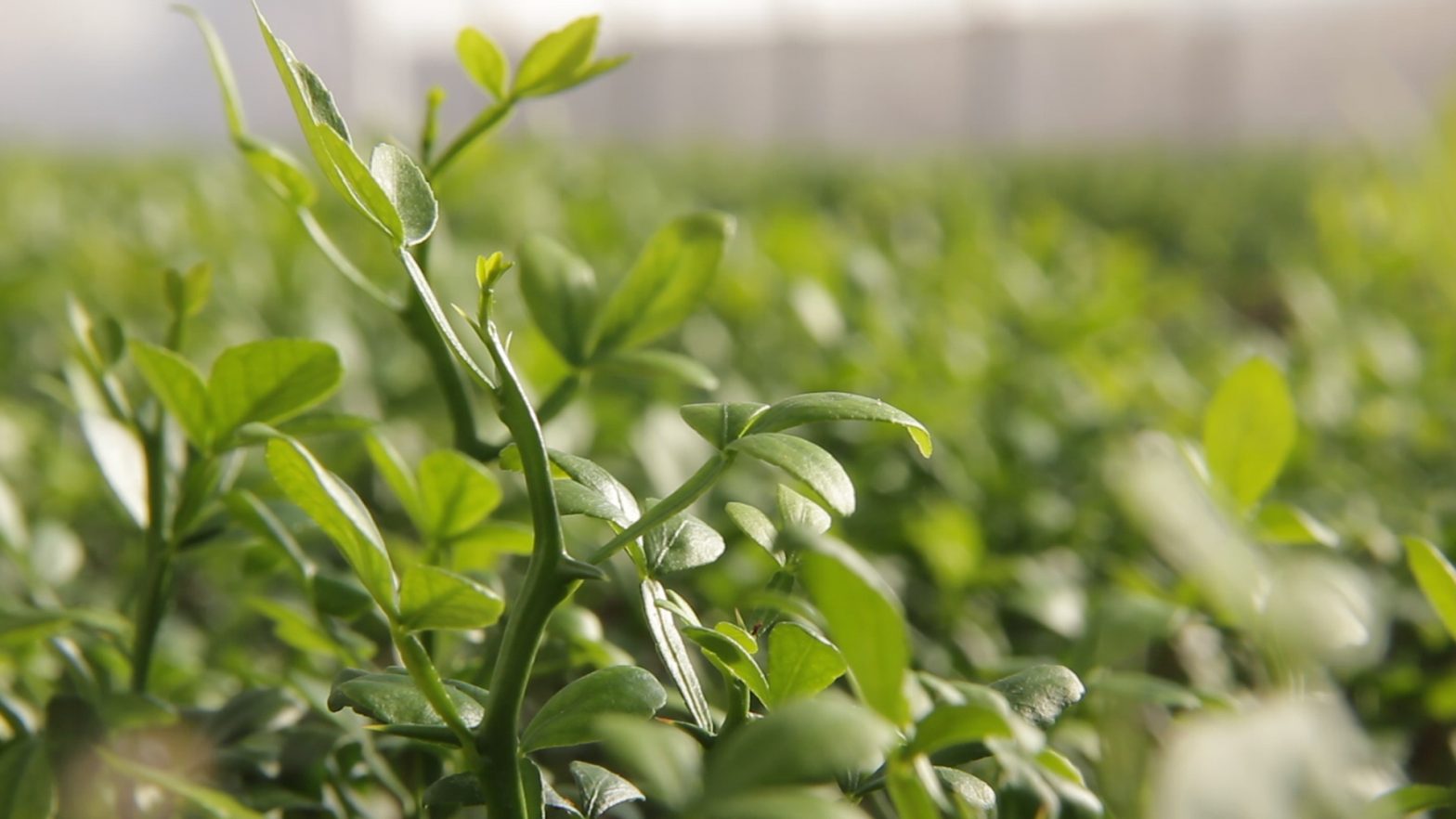 ¿Qué es el HLB? | AFINOA