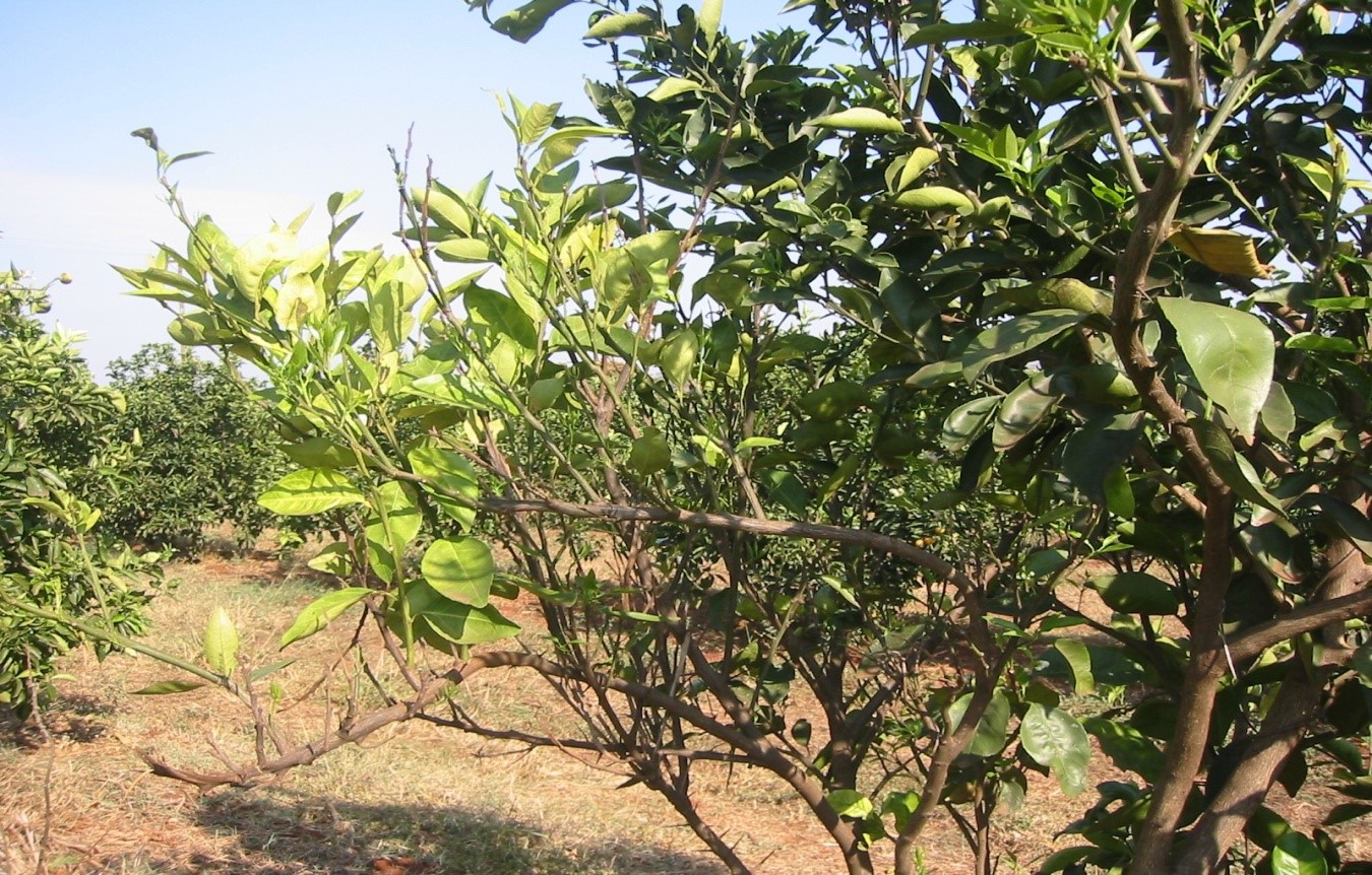 Péptidos de psílidos para combatir el HLB de los cítricos | AFINOA